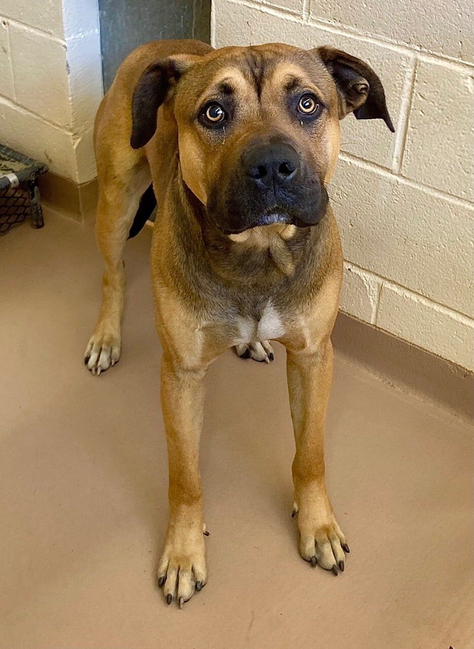German Shepherd Pitbull Boxer Mix Puppies