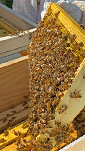 Clayton County Extension sponsoring beekeeper class | News | news-daily.com