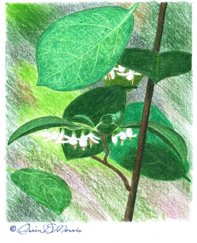 ORRIN MORRIS: New year reminds us of David’s penitence | Faith | news ...