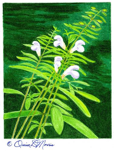 ORRIN MORRIS: God’s abundant gifts are for all to enjoy | Faith | news ...