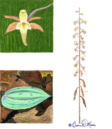 ORRIN MORRIS: God’s love is like a discovered treasure | Faith | news ...