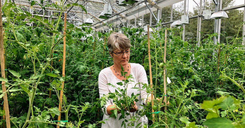 Scientists study genes lost in tomato domestication | Features | news ...