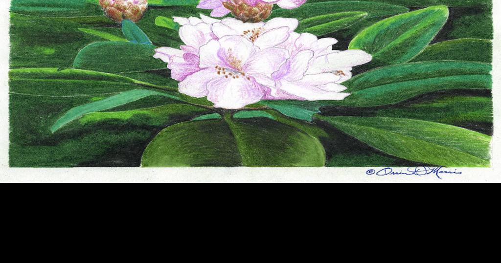 ORRIN MORRIS: Rhododendron reminds us of God’s ‘holy attire’ | Faith ...