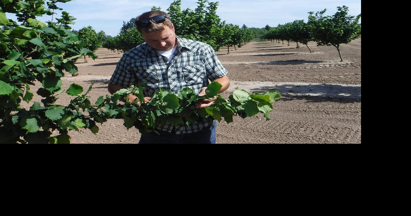Patience and Passion: Oregon Hazelnut Farmer Revives Family’s Farming ...