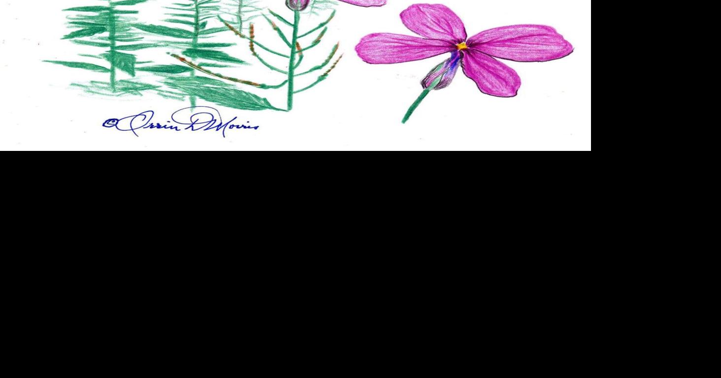 ORRIN MORRIS: God expresses his love in the flowers of the field ...