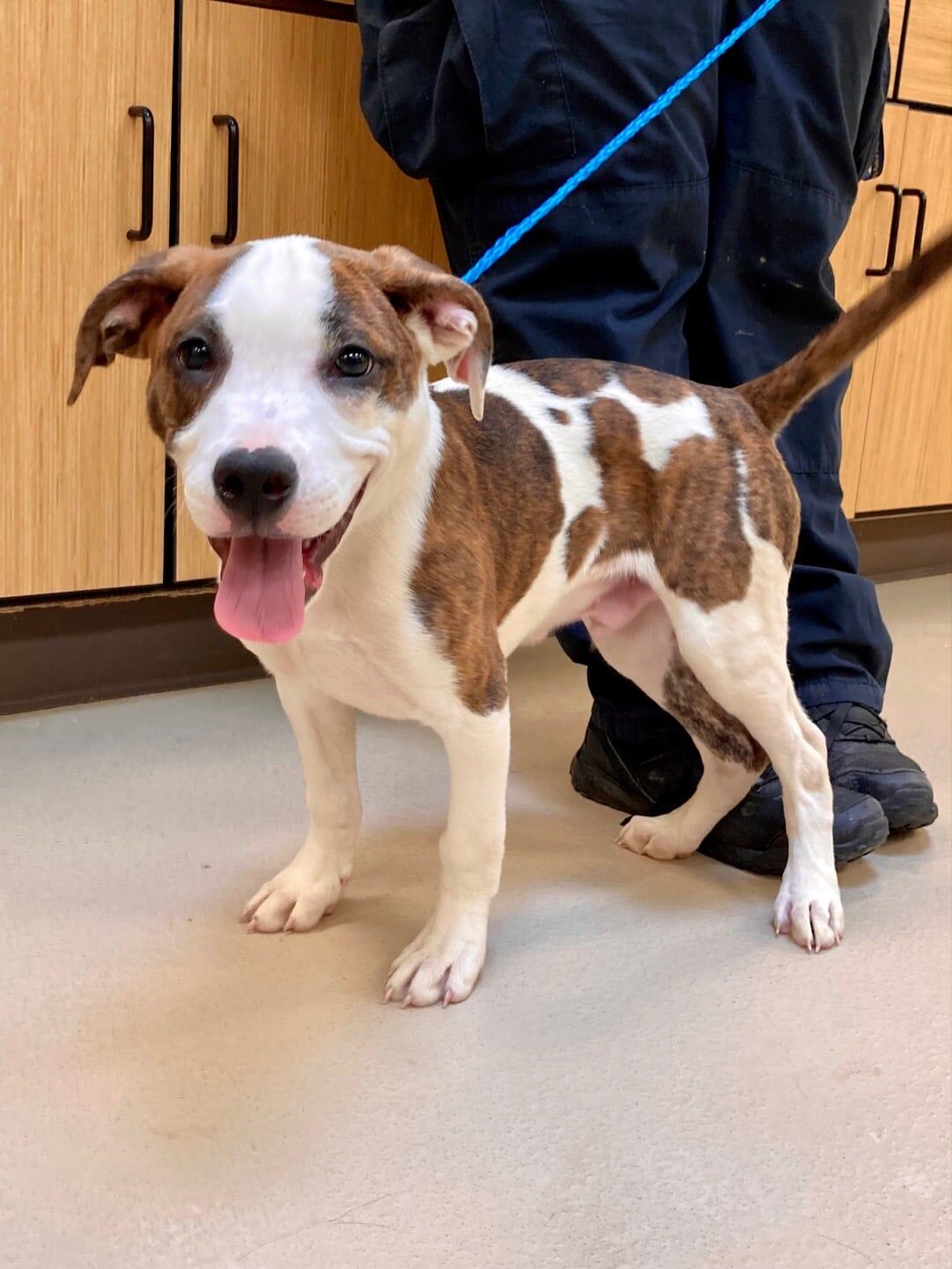 PHOTOS: Pets available for adoption at Clayton County Animal Control ...