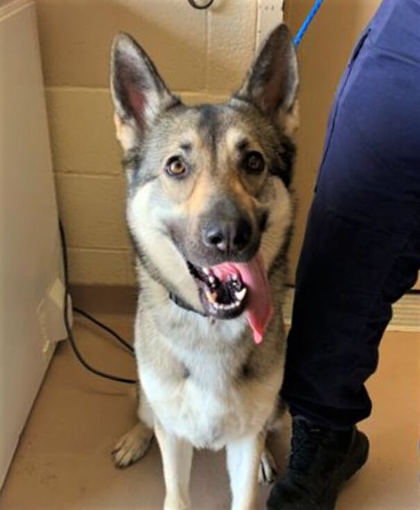 PHOTOS: Pets available for adoption at Clayton County Animal Control ...