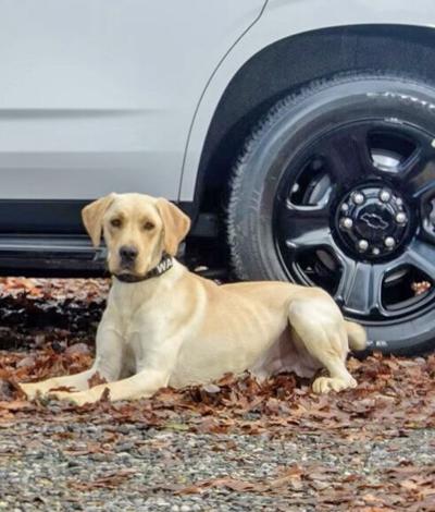 Clayton County Police Department K-9 Wade dies | News | news-daily.com