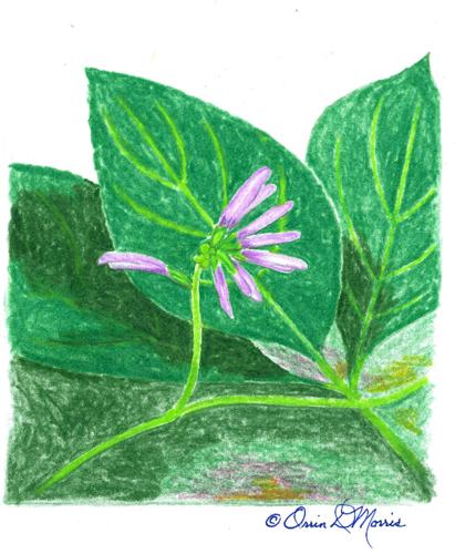 ORRIN MORRIS: God longs to forgive the penitent | Faith | news-daily.com