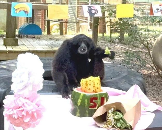Noah’s Ark says goodbye to beloved primate Shawn-Shawn | News | news ...