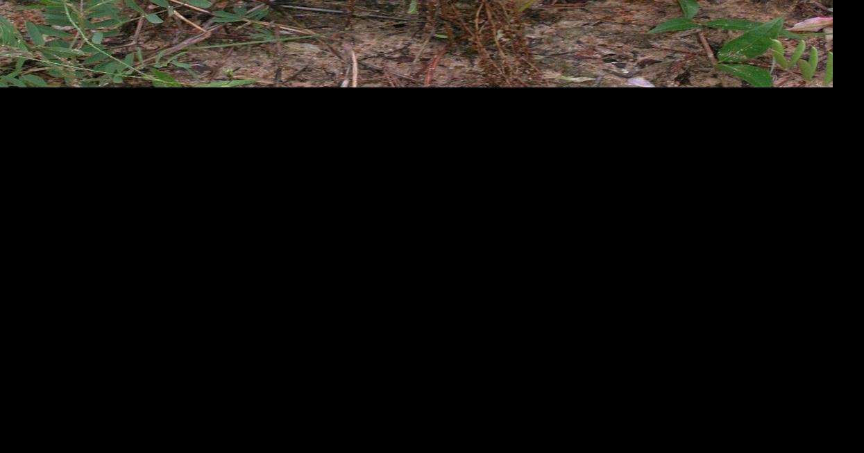 Mystery Plant: Devil’s shoestring, Goat’s rue, Tephrosia virginiana ...