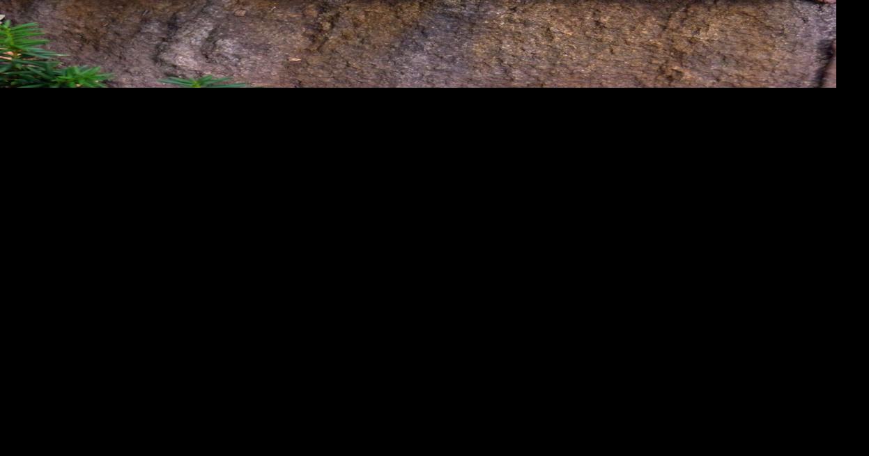 Previous presidents of the University of Illinois | News | news-gazette.com