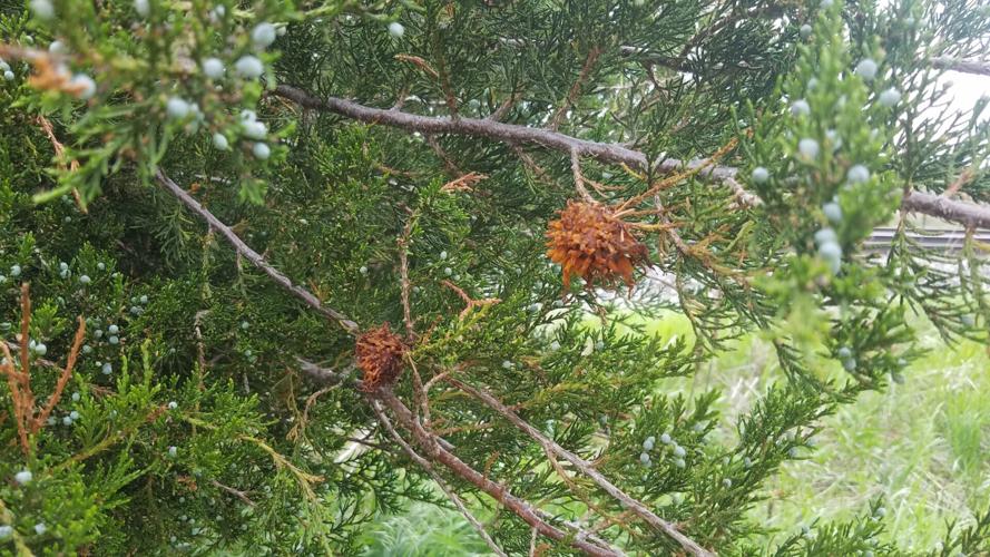 In the Garden | Break the cycle | Gardening | news-gazette.com