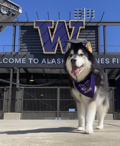Big 10: Meet the Big Ten's new members, Washington edition | News ...