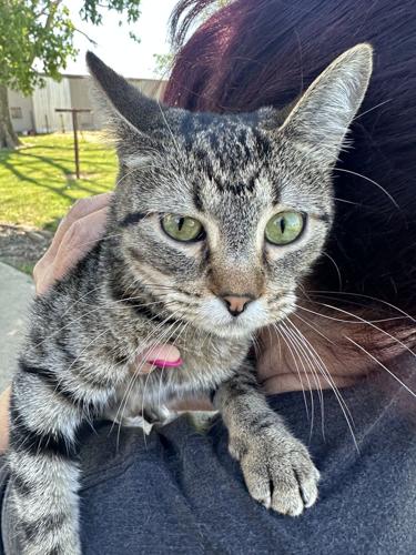 Cat burglar strikes again, marking third attempt on cats belonging to ...