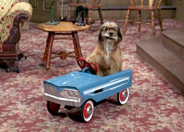 Holy Cow History | The smartest dog in Hollywood | Columns | news ...