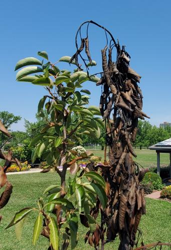 In the Garden | Fight the blight | Gardening | news-gazette.com