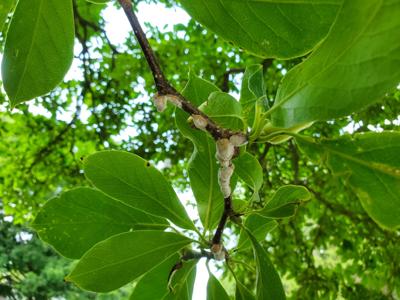 In the Garden | Sweet magnolias | Gardening | news-gazette.com