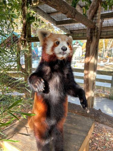 Big 10: The C-U area would be an even better place to call home if it ...