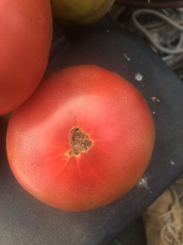 In the Garden | Beware the rot | Gardening | news-gazette.com