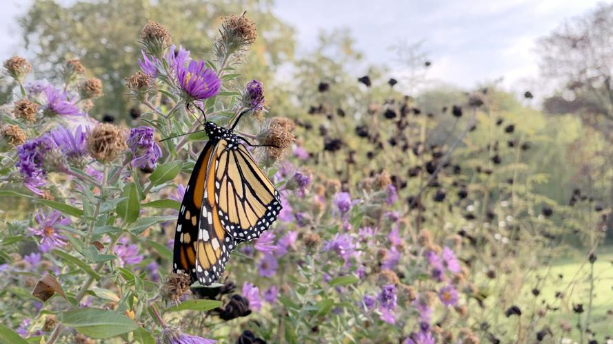 In the Garden | Encouraging signs for monarch butterflies | Gardening ...