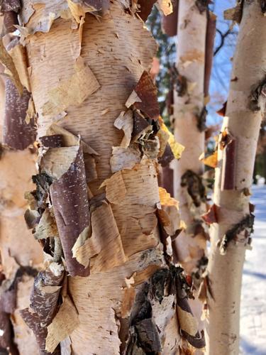 In the Garden | Beauty of bark | Gardening | news-gazette.com