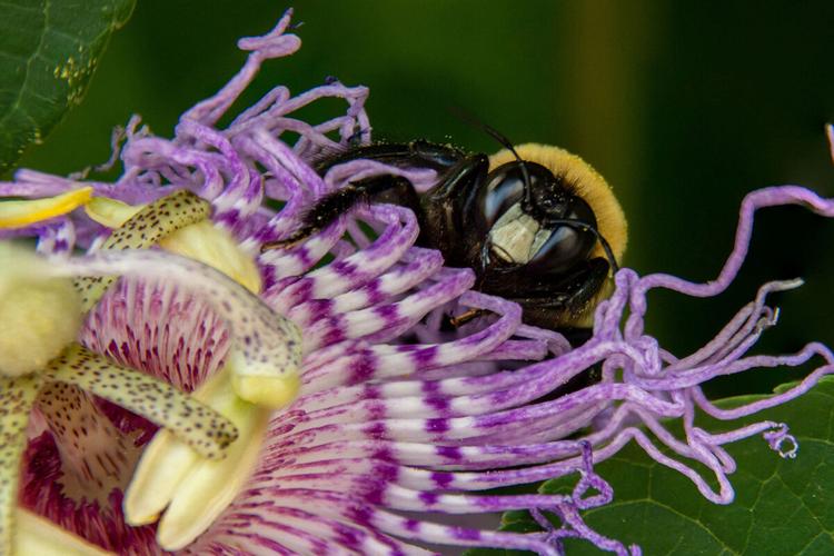 In the Garden | Bees are abuzz | Gardening | news-gazette.com