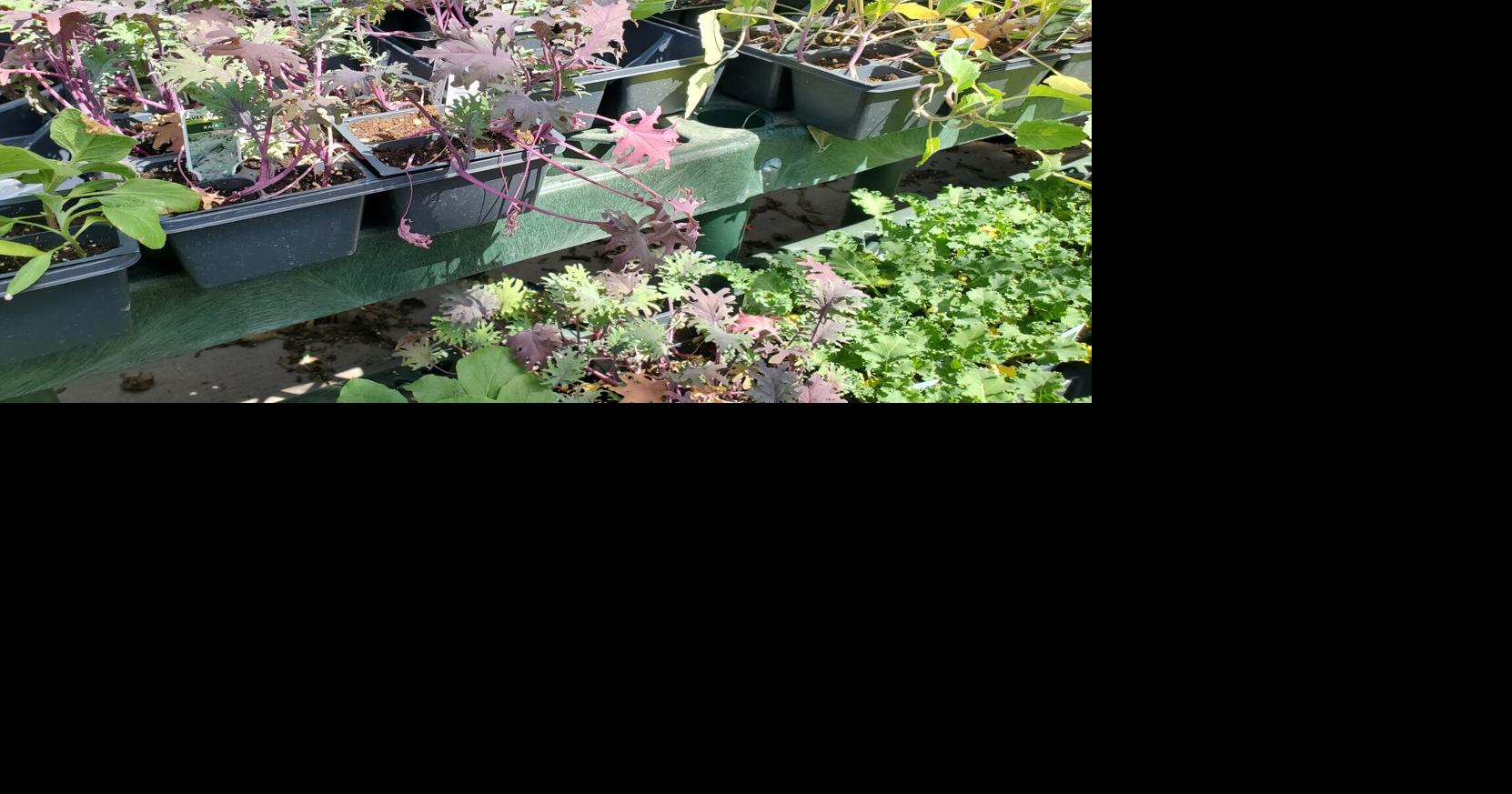 In the Garden | Friend or foe? | Gardening | news-gazette.com