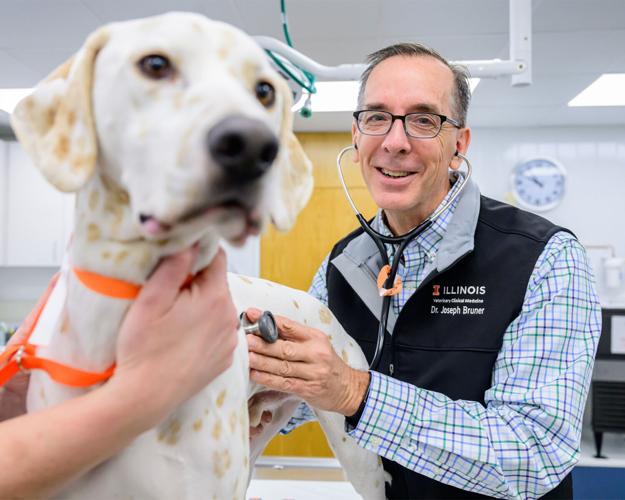 Pet Talk | Cystoscopic laser lithotripsy changing the game | Living ...