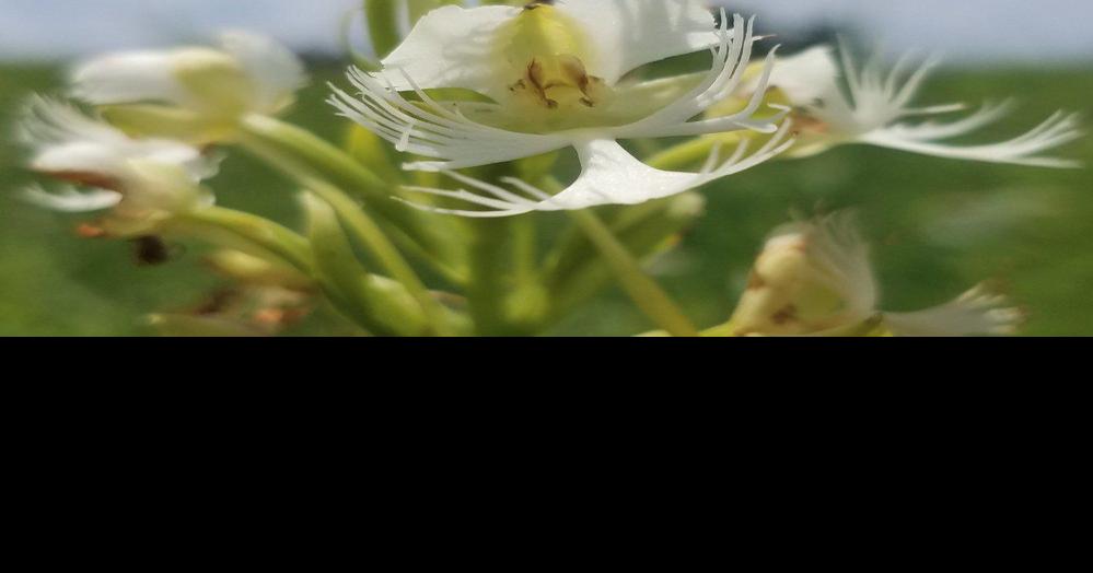 In the Garden | Helping a prairie gem blossom | Living | news-gazette.com