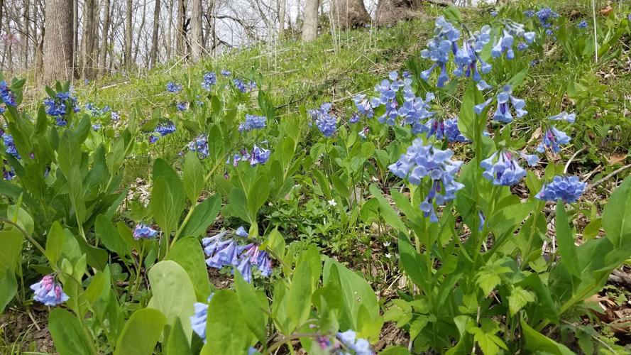 In the Garden | Ringing in spring's arrival | Gardening | news-gazette.com