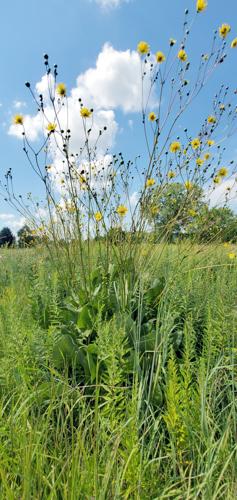 In the Garden | Towering beauty | Gardening | news-gazette.com