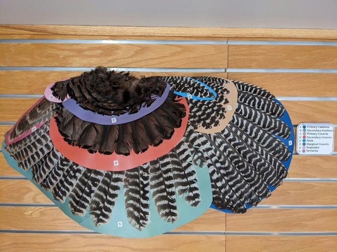 Inside Out | Birds the stars of Anita Purves Nature Center's newest ...