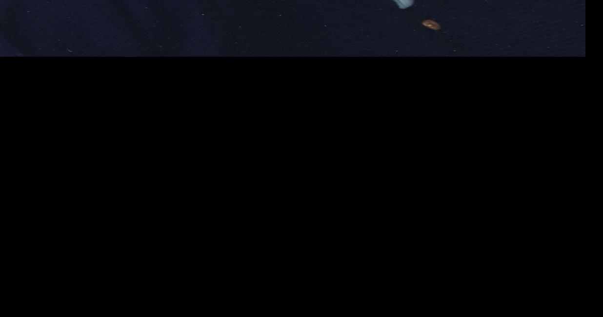 Frances Novak | Archive | news-gazette.com