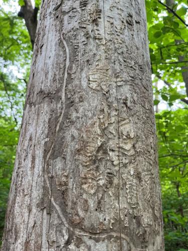 Inside Out | Still seeing the effects of emerald ash borer | Parks ...