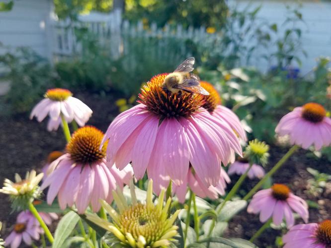 In the Garden | A little help for pollinators | Gardening | news ...