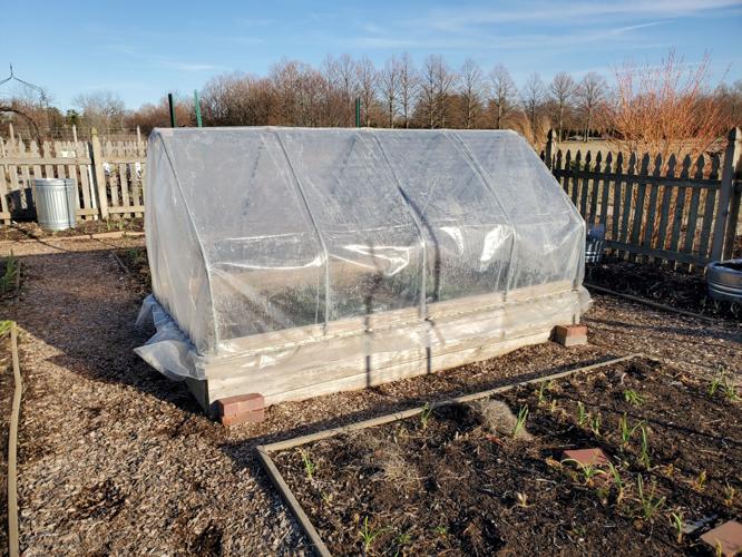 In the Garden | Winter gardens | Gardening | news-gazette.com