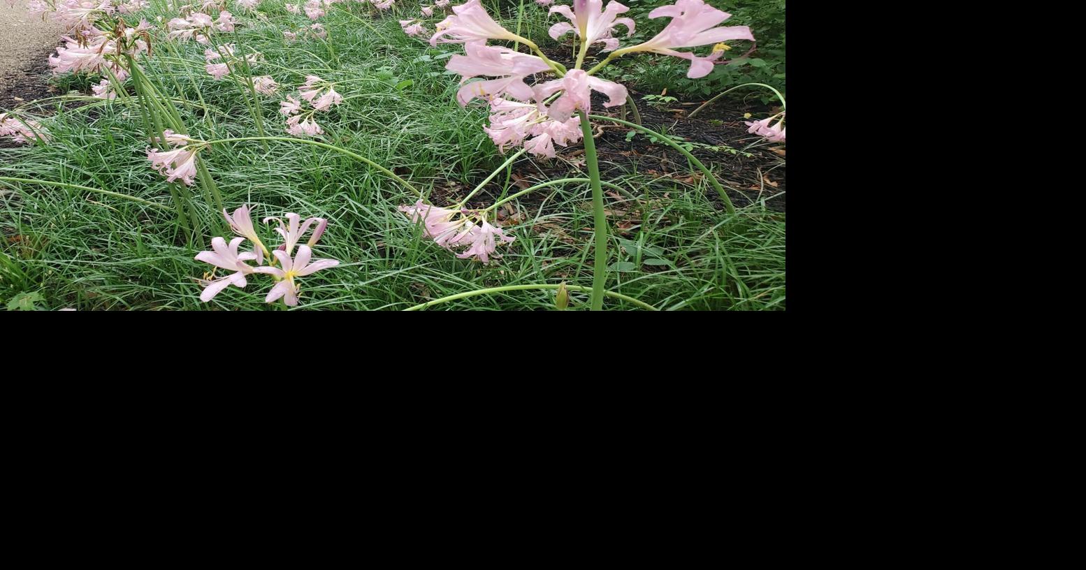 In the Garden | Cry for help | Gardening | news-gazette.com