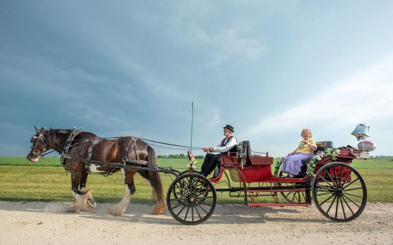 One step at a time: Carriage horse on the mend after trip to clinic ...