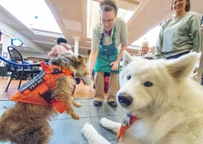 UI police therapy dogs finding new ways to help | Courts-police-fire ...