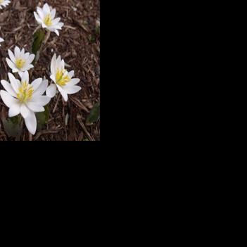 Inside Out | Spring is here at last | Parks-recreation | news-gazette.com