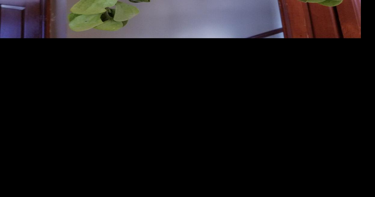 In the Garden | Steeped in lore | Gardening | news-gazette.com