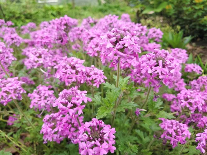 In the Garden | Pleasant surprise | Gardening | news-gazette.com