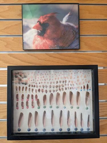 Inside Out | Birds the stars of Anita Purves Nature Center's newest ...