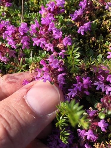 Inside Out | Rethinking your lawn | Parks-recreation | news-gazette.com