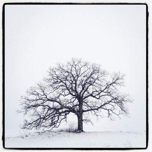 University YMCA's new photo display shows how 'That Tree' helped ...