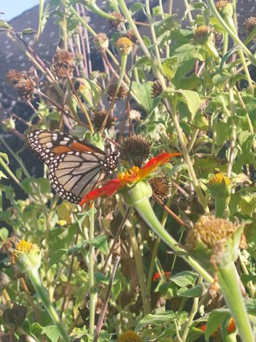 Inside Out | Feeding the butterflies and moths | Parks-recreation ...