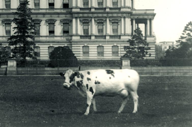 Holy Cow History | ‘The president’s cow is missing!' | Columns | news ...