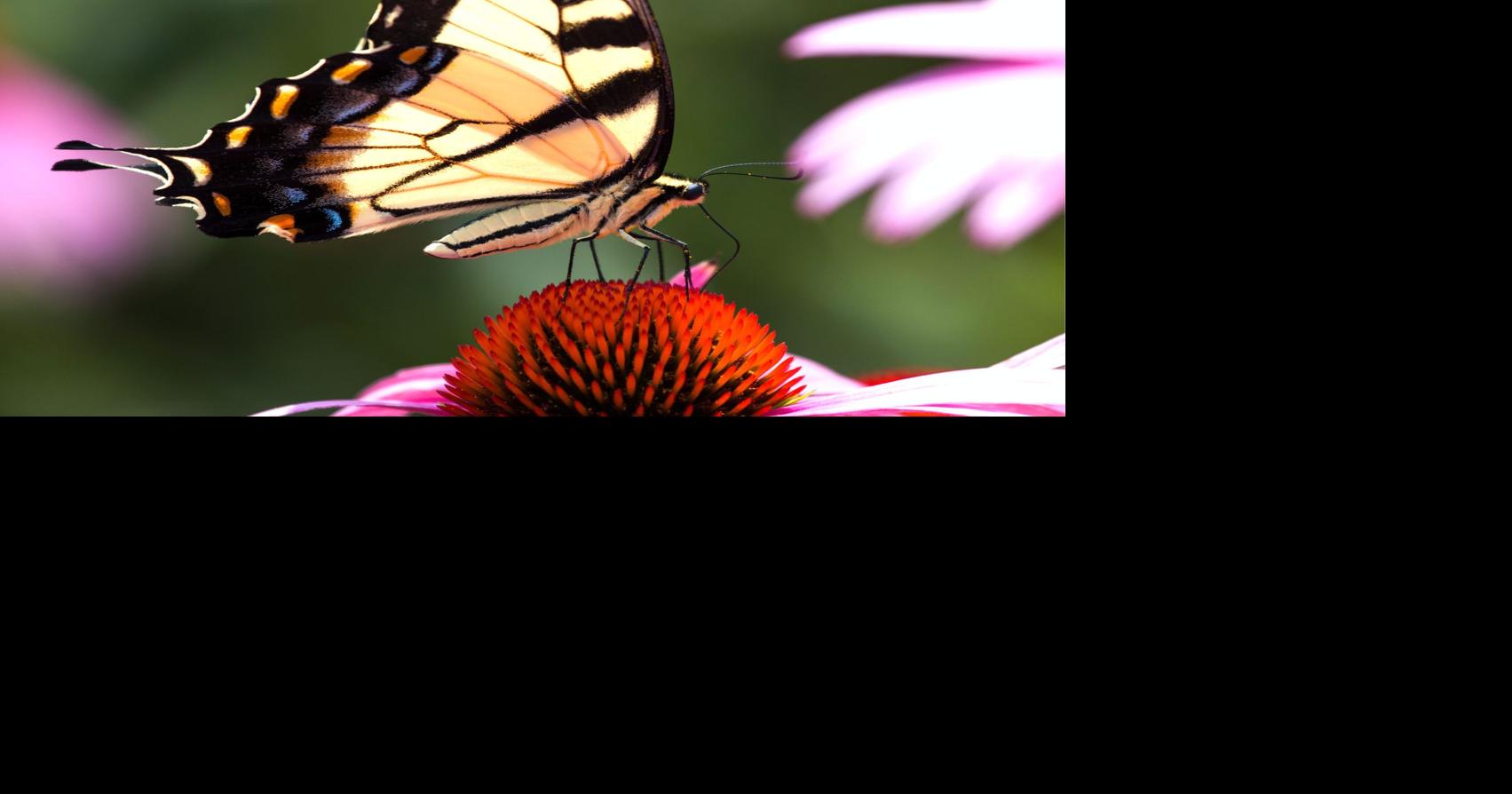 Rob Kanter: Take time to identify other fluttering things | Local News ...