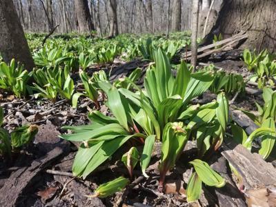 In the Garden | First green of spring | Local News | news-gazette.com